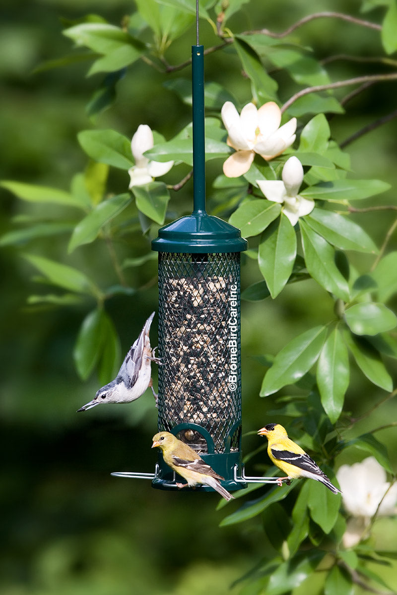 Brome Squirrel Buster Mini Squirrel-proof Bird Feeder – Birds Choice