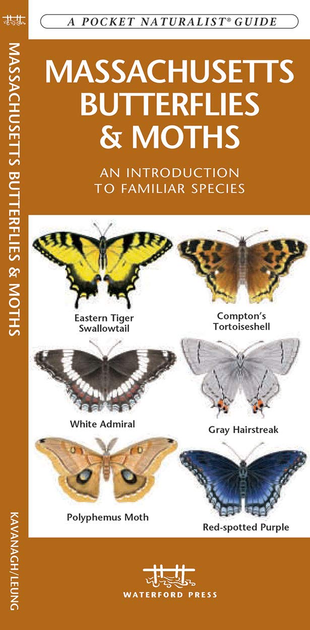 Massachusetts Butterflies & Moths Pocket Guide – Birds Choice
