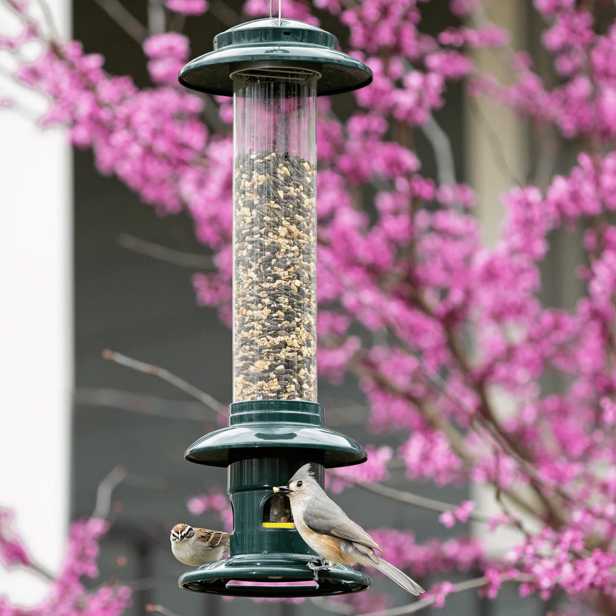 Brome Squirrel Buster Evolution Squirrel-Proof Bird Feeder – Birds Choice