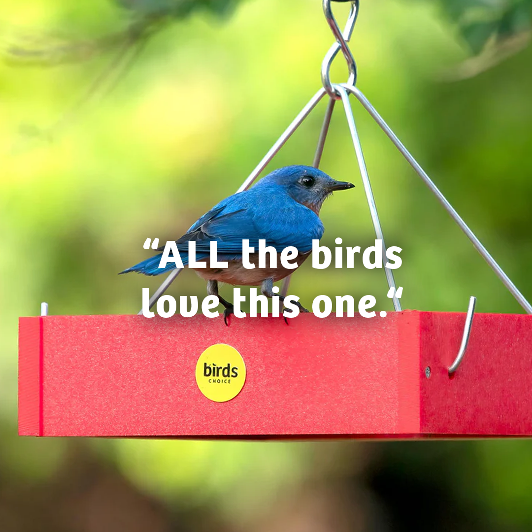 Bugs & Nuts Seed Cylinder - Small – Birds Choice