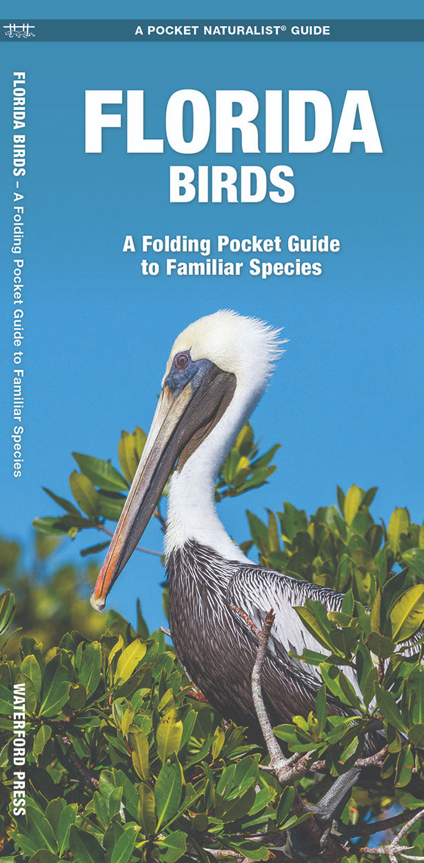 Florida Birds – Birds Choice