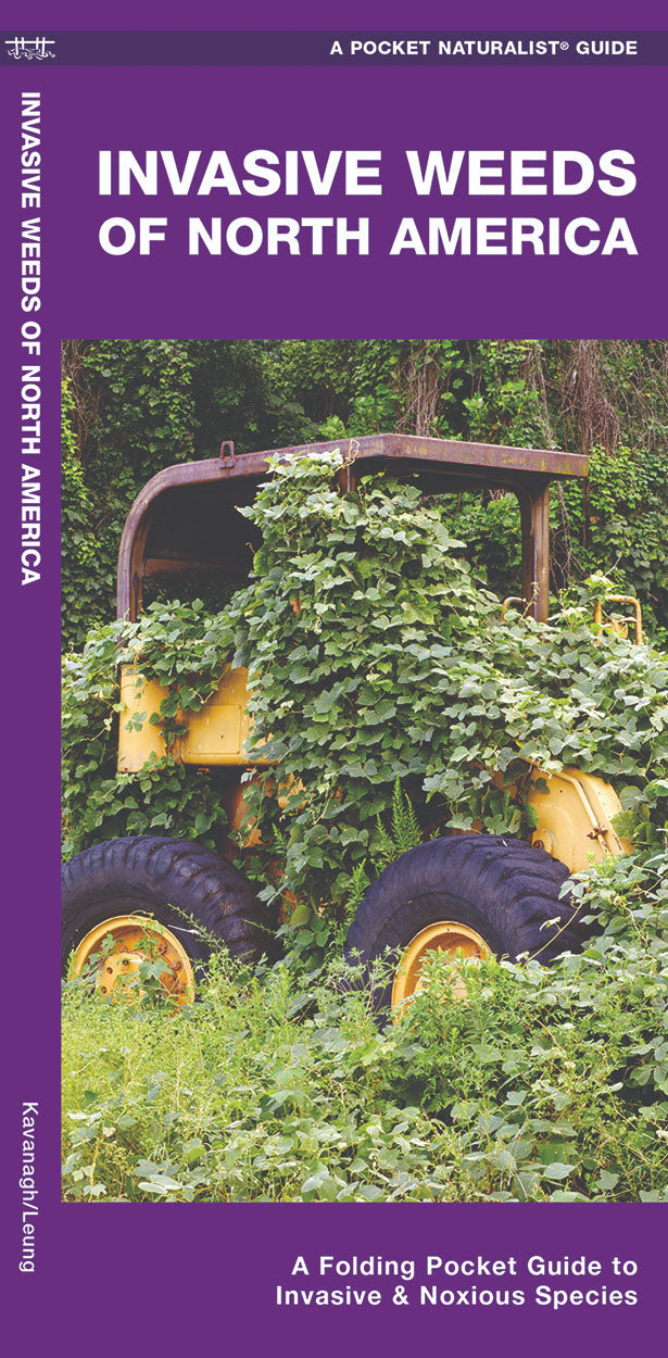 Invasive Weeds NY State Officials Identify Invasive Species In The