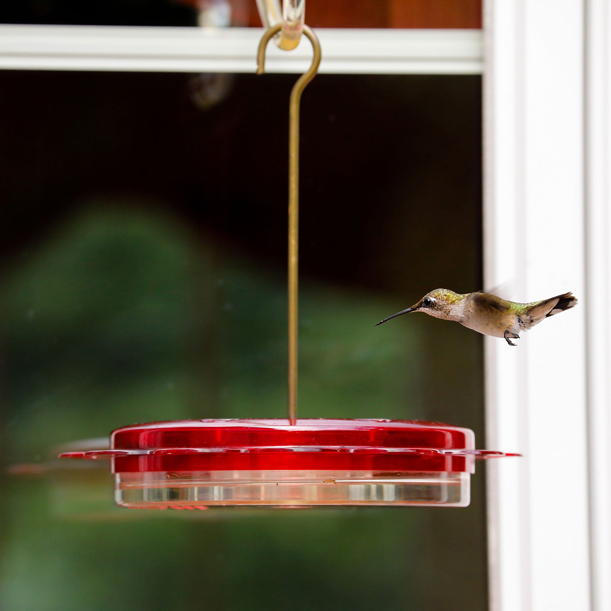 Hummerfest Hummingbird Feeder for 12 oz. Nectar with 6 Nectar Ports ...